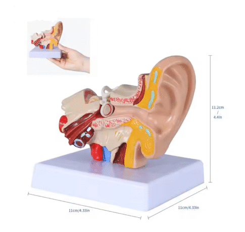 Human Ear Anatomy Model |Ear Joint Simulation Model - Regino Medicals ...